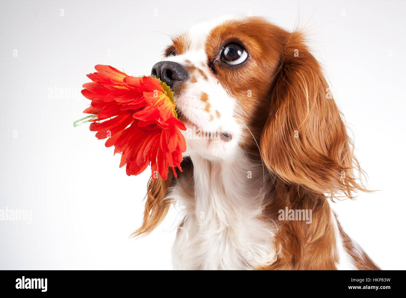 Celebrate spring hi-res stock photography and images - Alamy