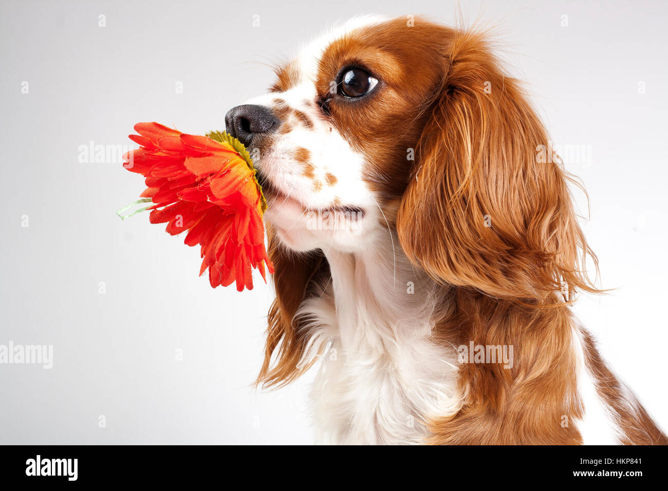 Happy Dog celebrate spring coming holding flower Stock Photo - Alamy