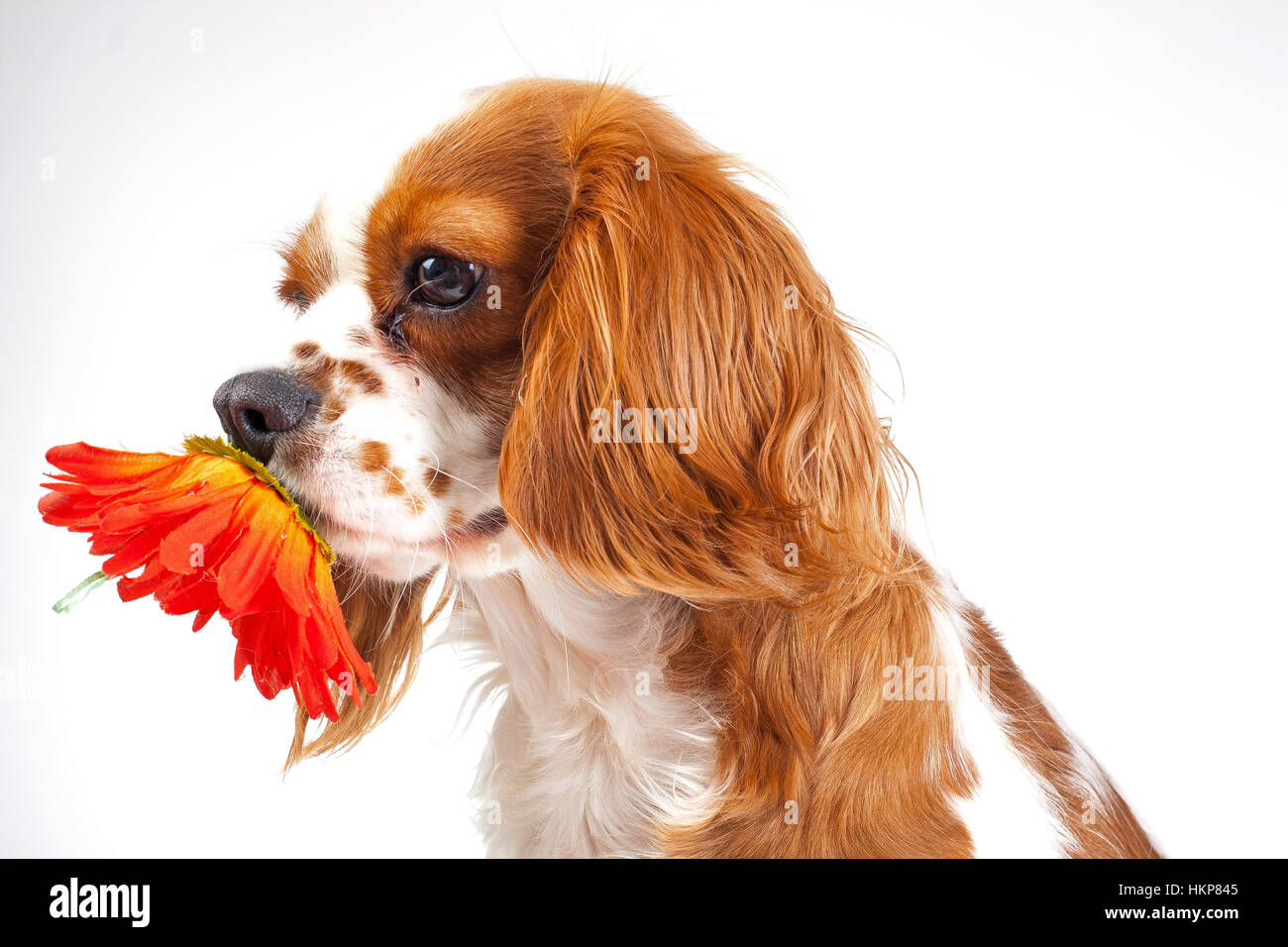 Happy Dog celebrate spring coming holding flower Stock Photo - Alamy