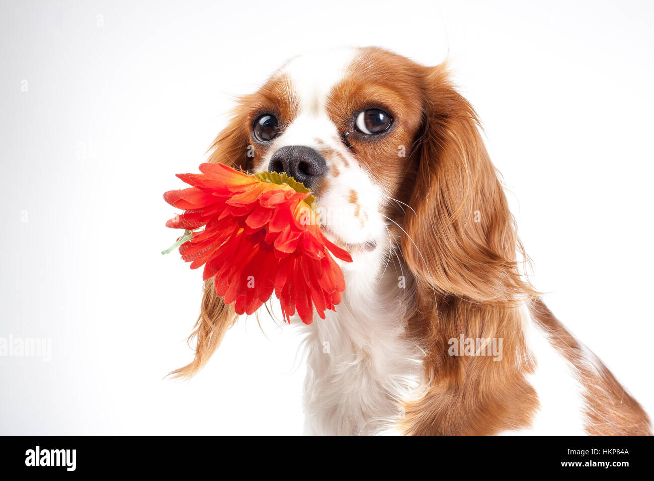 Happy Spring Dog Images