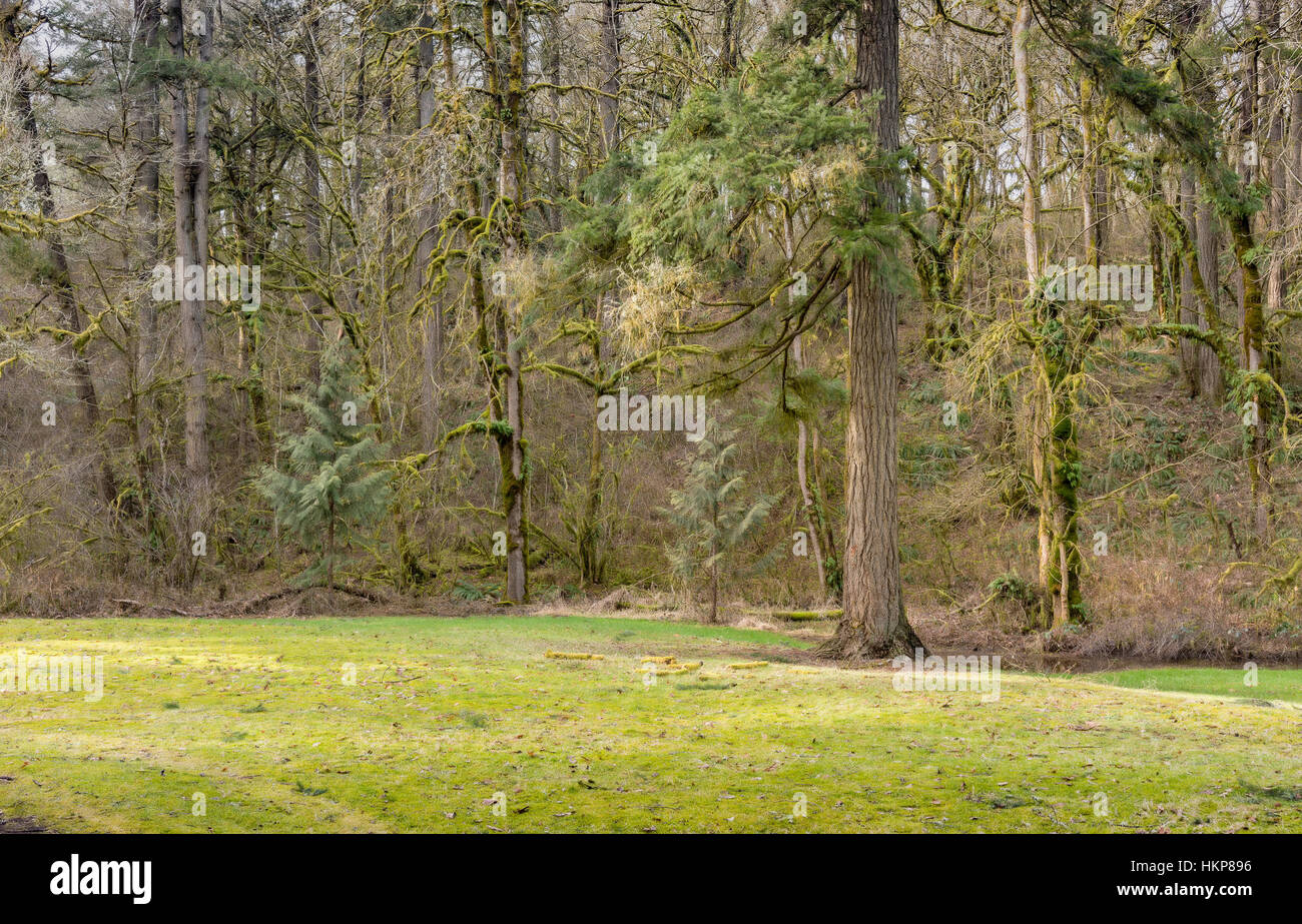 Woodlands trees landscape and state parks Washington state Stock Photo ...