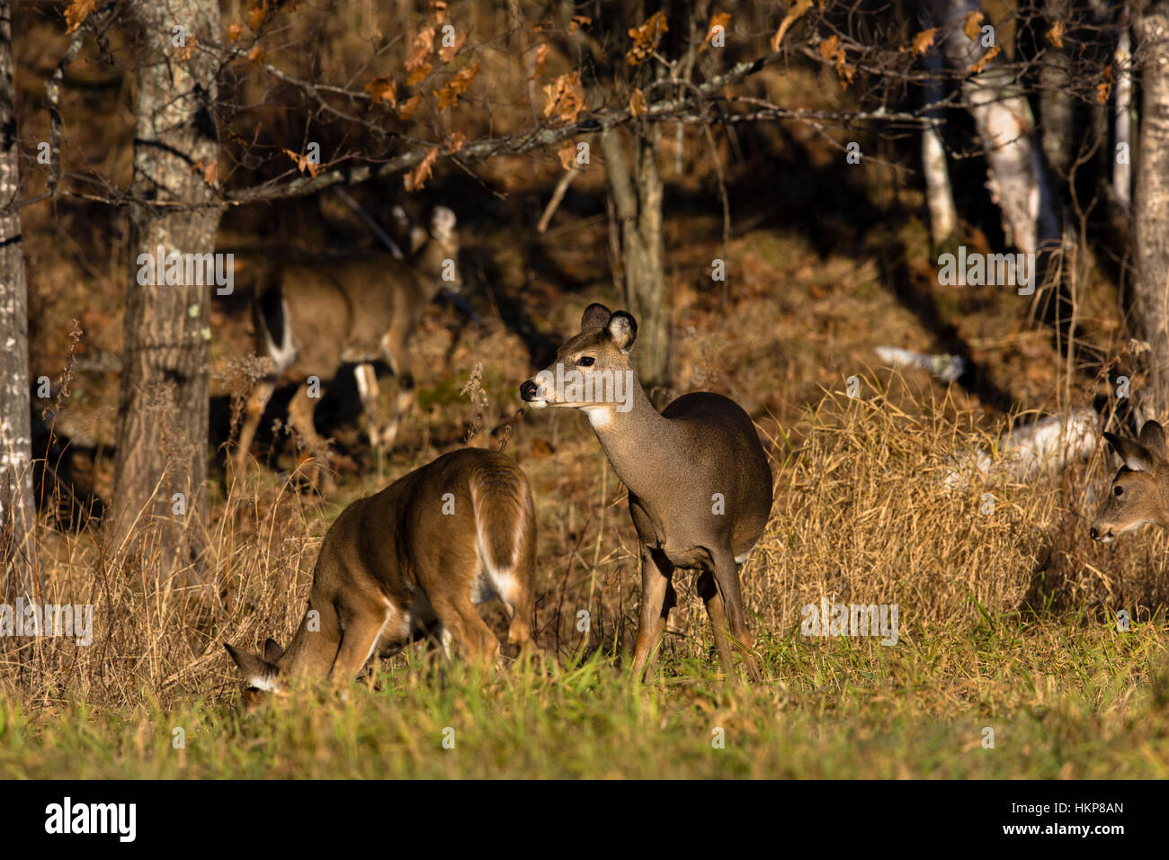 Browsing deer hi-res stock photography and images - Alamy