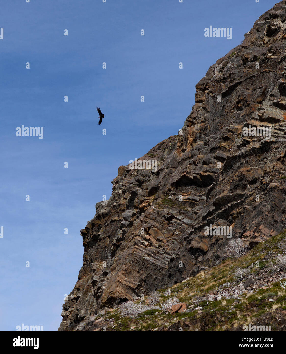 Soaring bird in Torres del Paine National Park Chile Stock Photo - Alamy