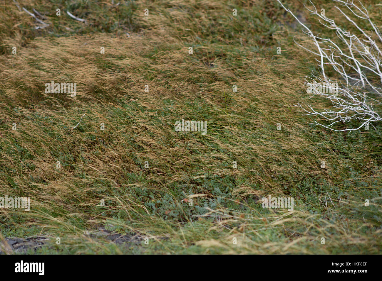Wind grass hi-res stock photography and images - Alamy