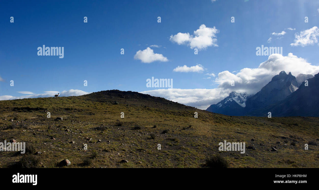Guanaco torres del paine hi-res stock photography and images - Alamy