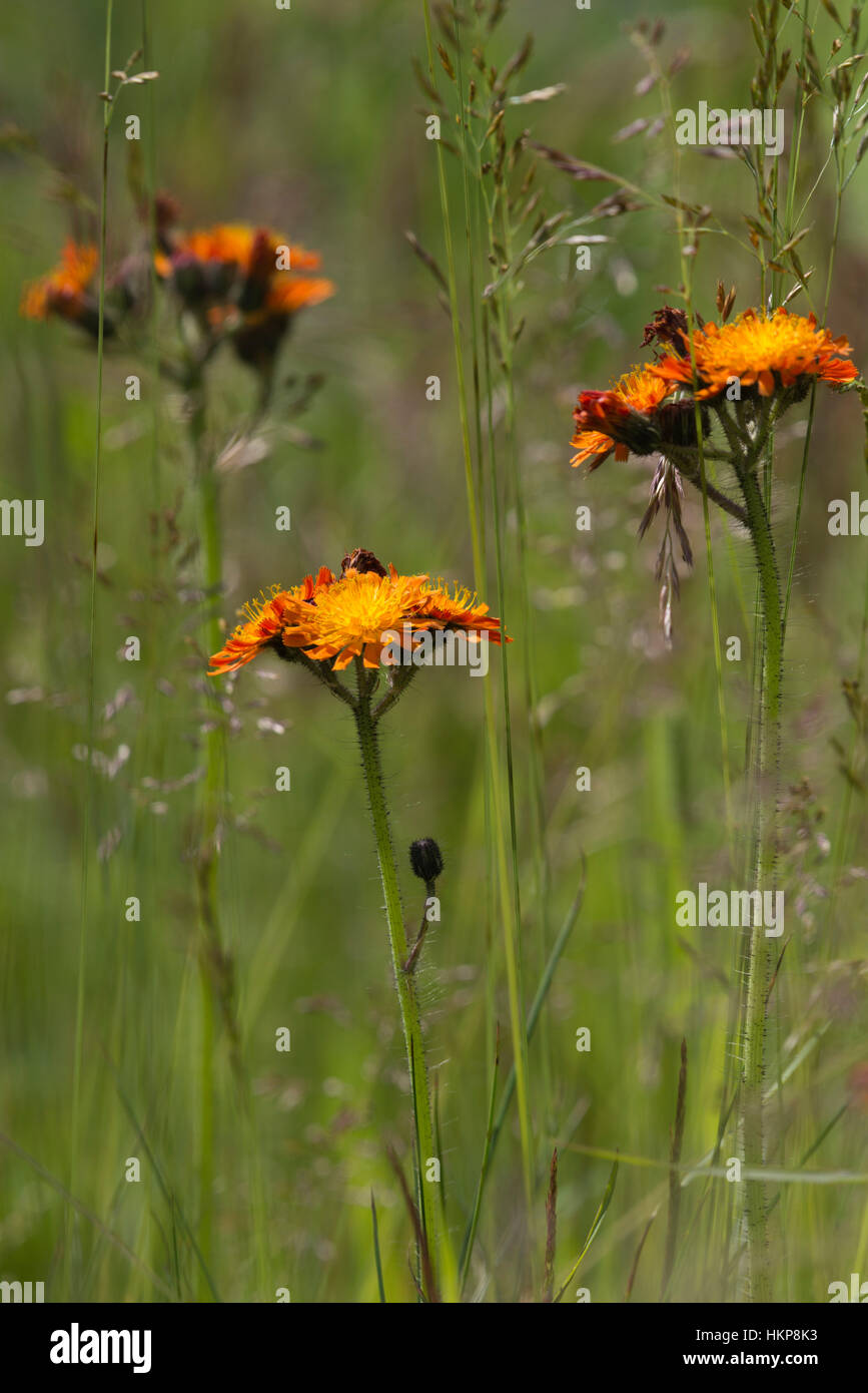 Mouse ear hawk weed hi-res stock photography and images - Alamy