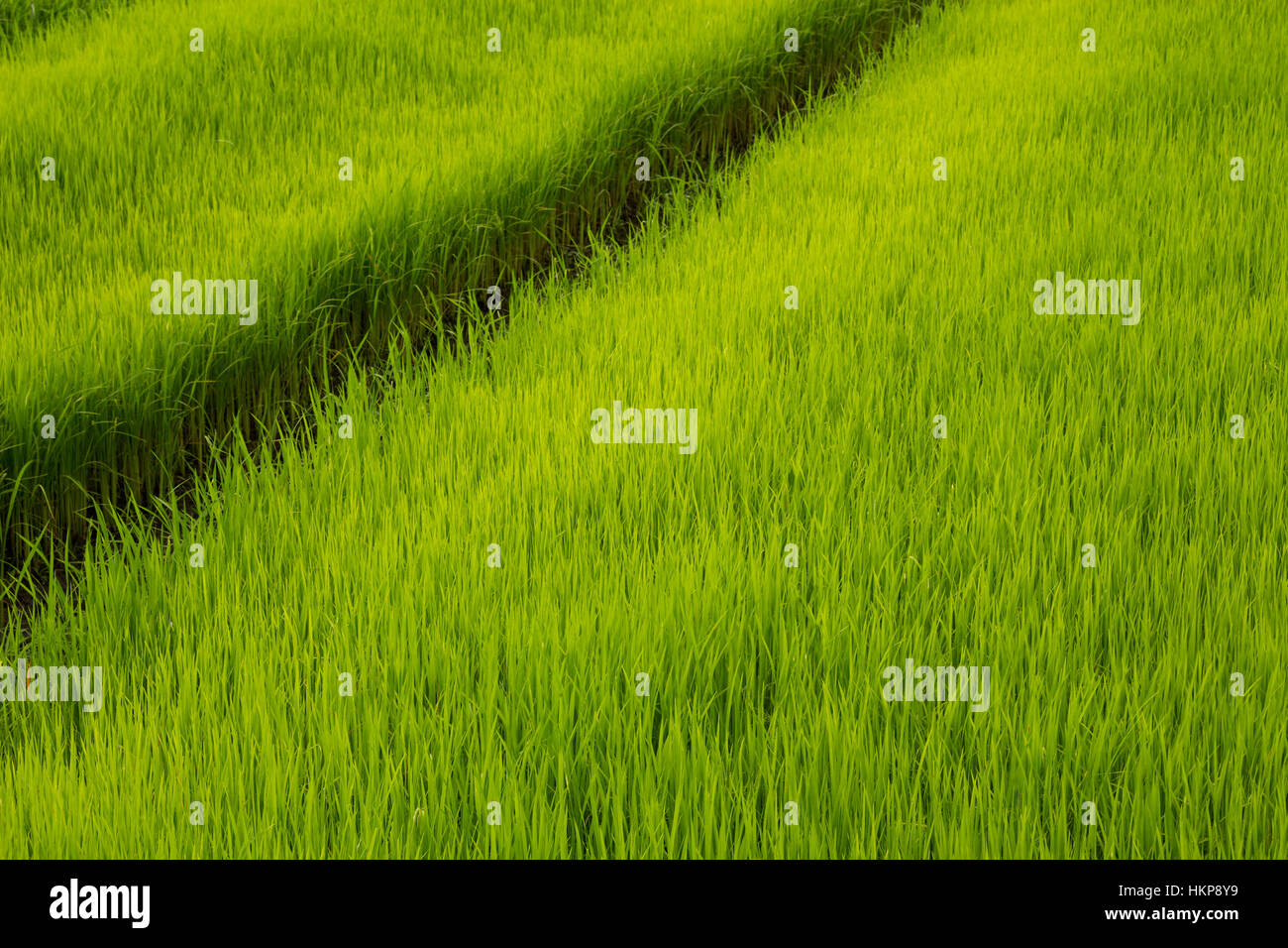 Young green rice field close up selective focus horizontal placement ...