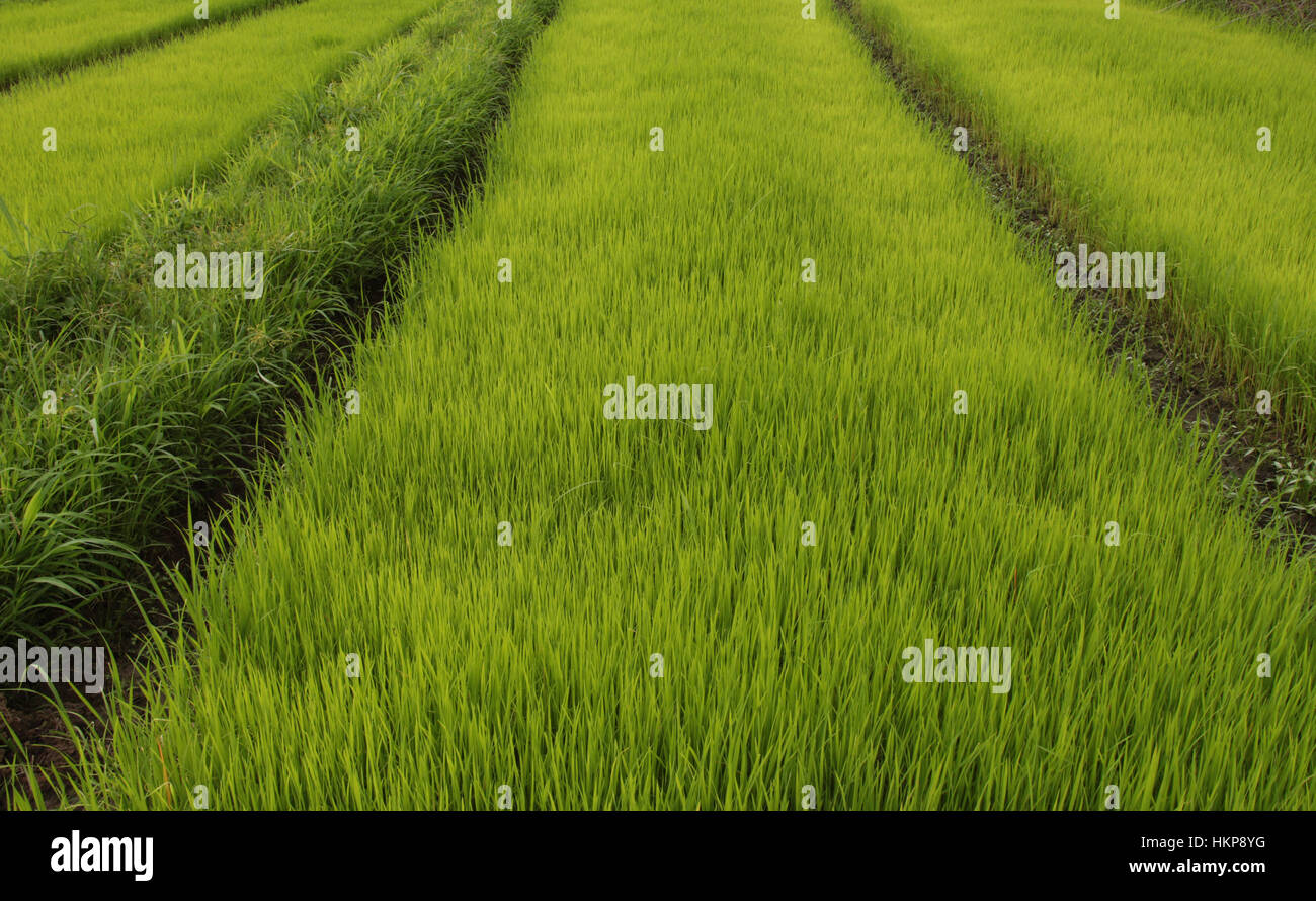 Food placement hi-res stock photography and images - Alamy