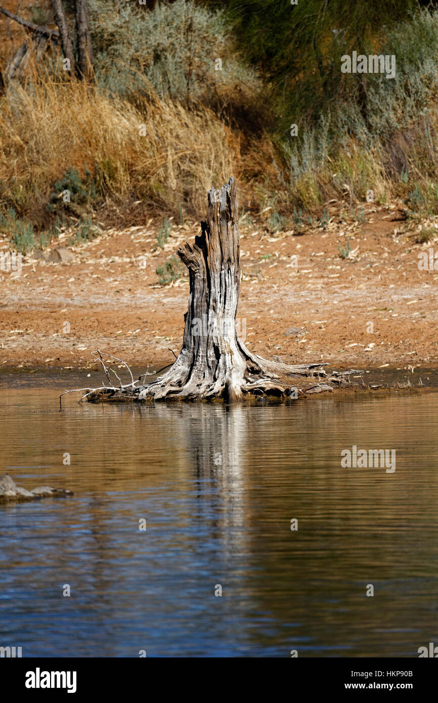 Tree stump in river Stock Photo - Alamy