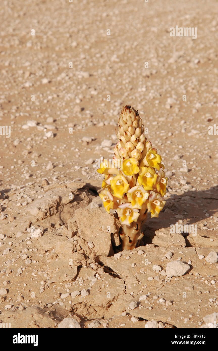 Desert Hyacinth (Cistanche tubulosa Stock Photo - Alamy