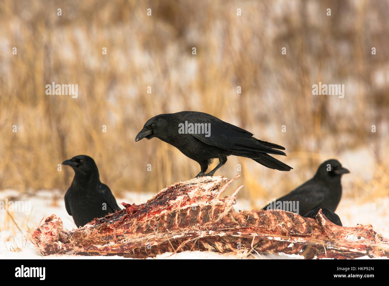 Crows snow winter hi-res stock photography and images - Alamy