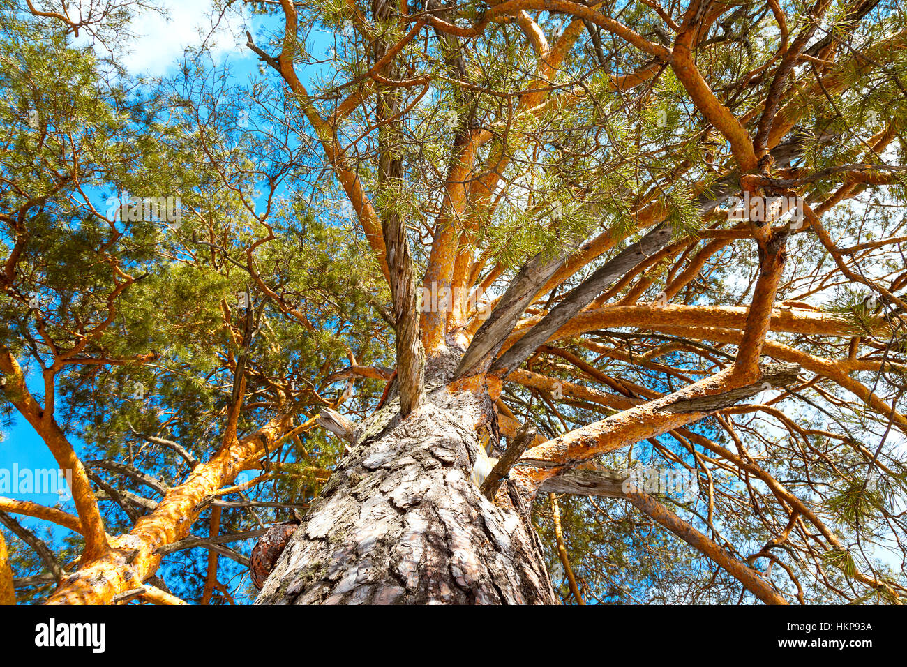 Bottom view of tree crown on blue sky background. Trunk of pine Stock ...