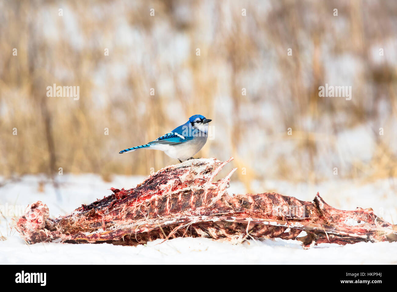 Rib bones snow hi-res stock photography and images - Alamy