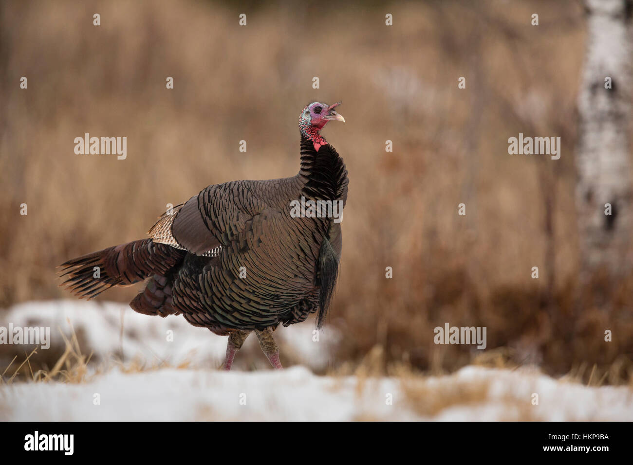 Eastern wild Turkey Stock Photo - Alamy