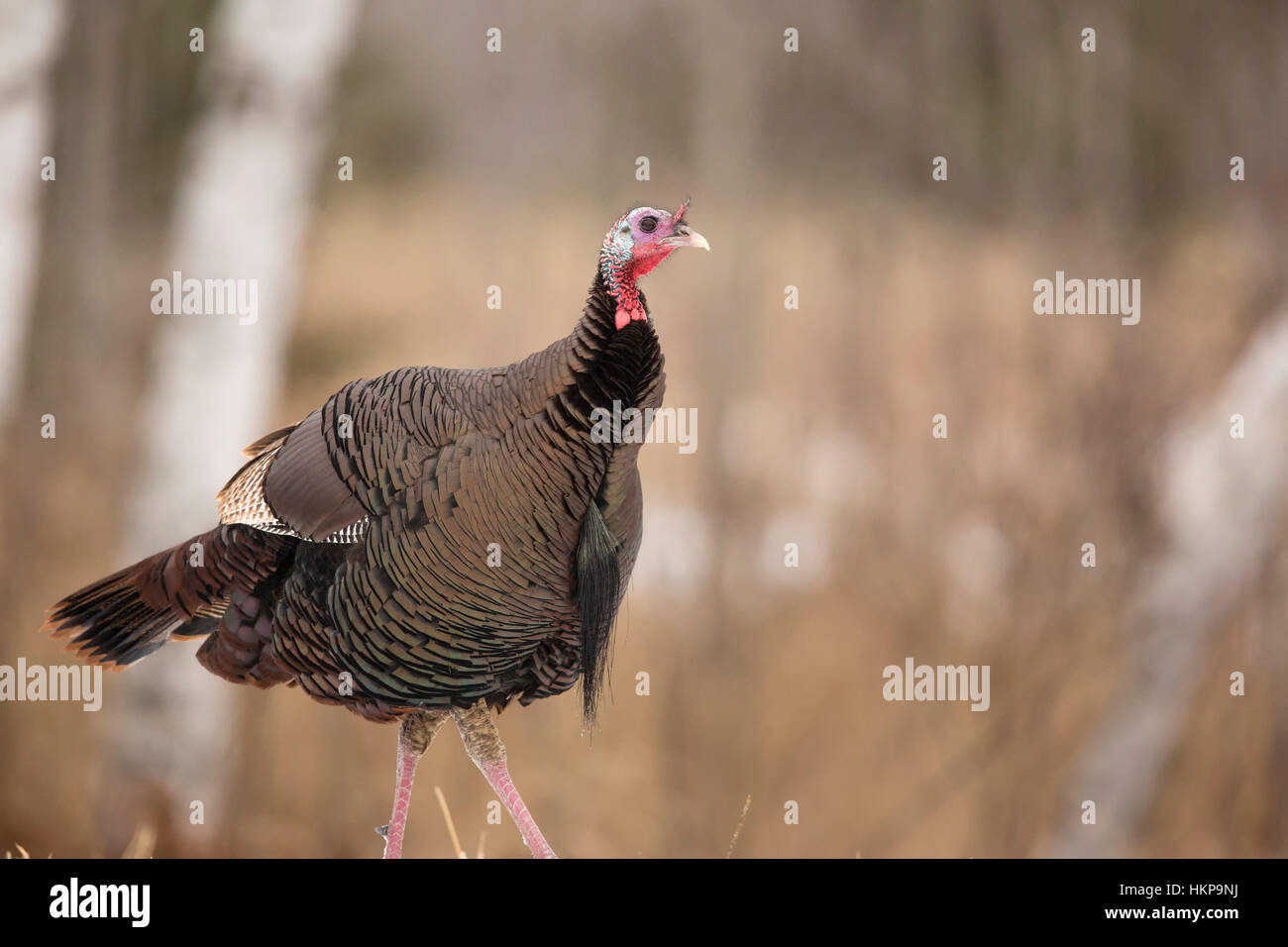 Eastern wild Turkey Stock Photo - Alamy