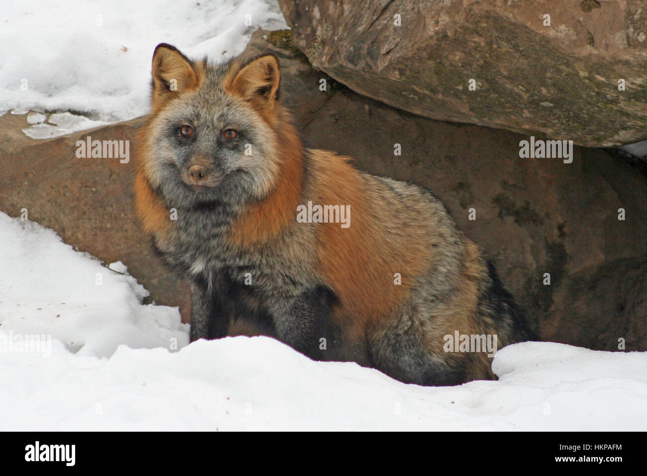 Cross fox hi-res stock photography and images - Alamy