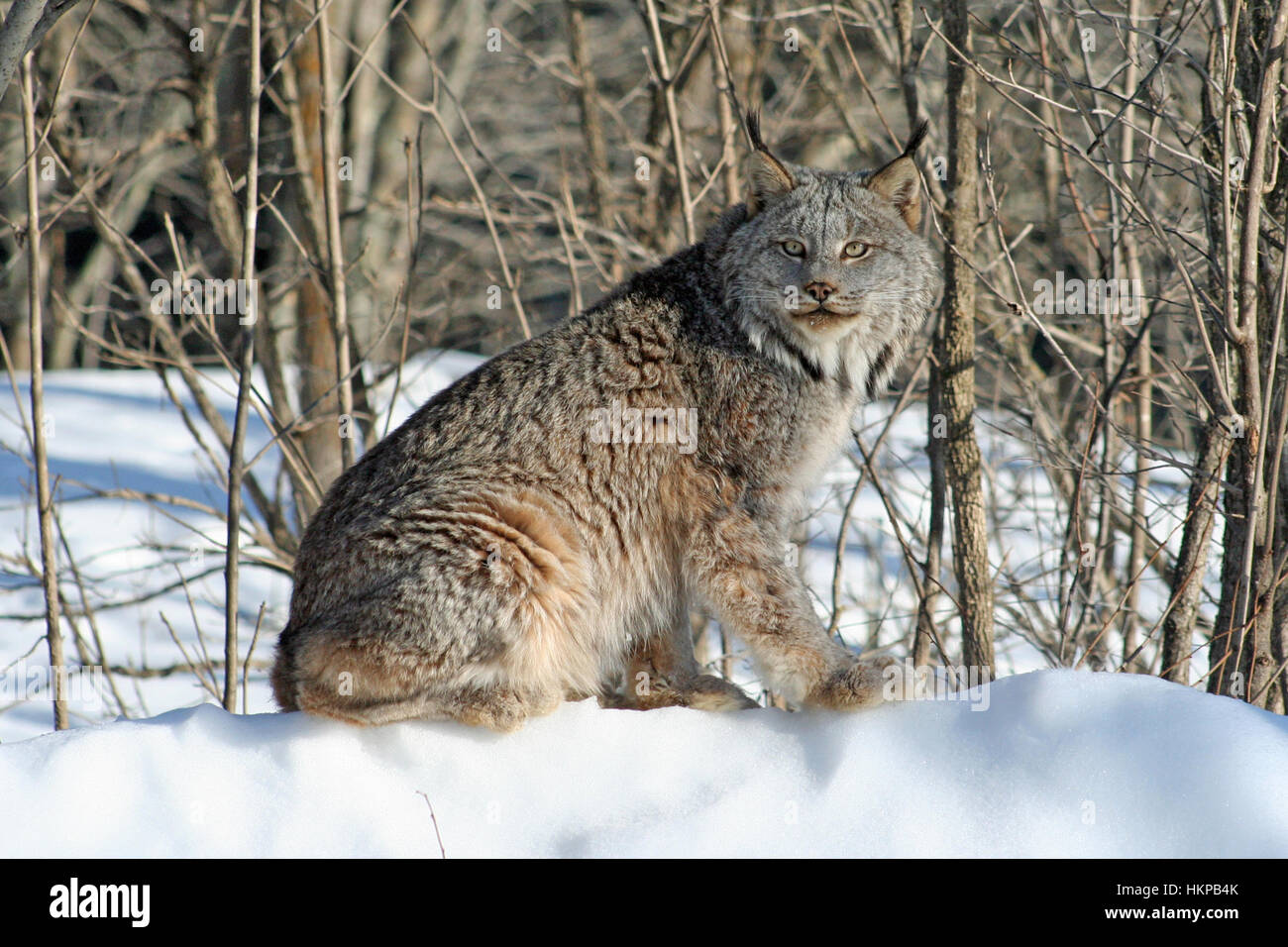 Canadian Lynx Snow