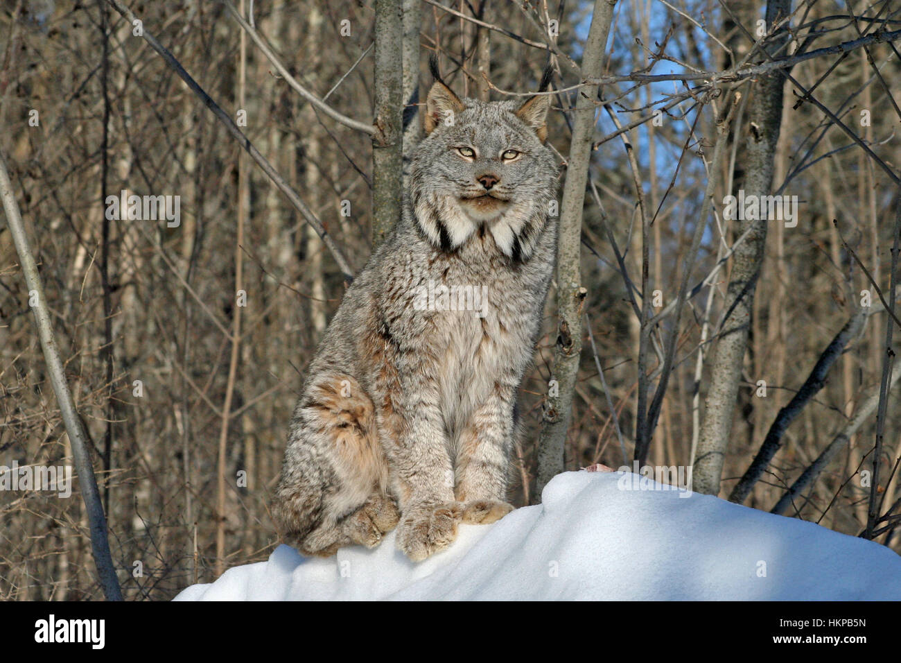 Canada lynx sitting in snow hi-res stock photography and images - Alamy
