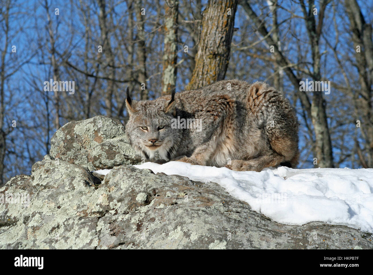 Canada lynx hi-res stock photography and images - Alamy