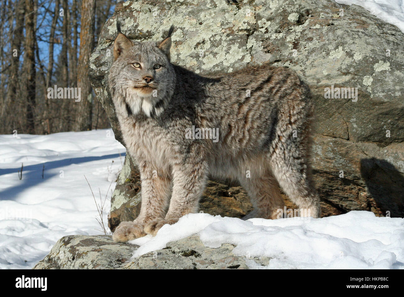 Canada lynx hi-res stock photography and images - Alamy