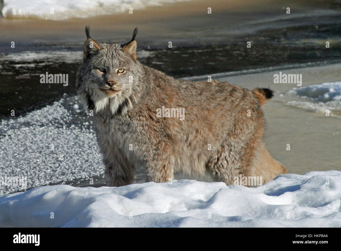 Canada Lynx standing in the snow Stock Photo - Alamy