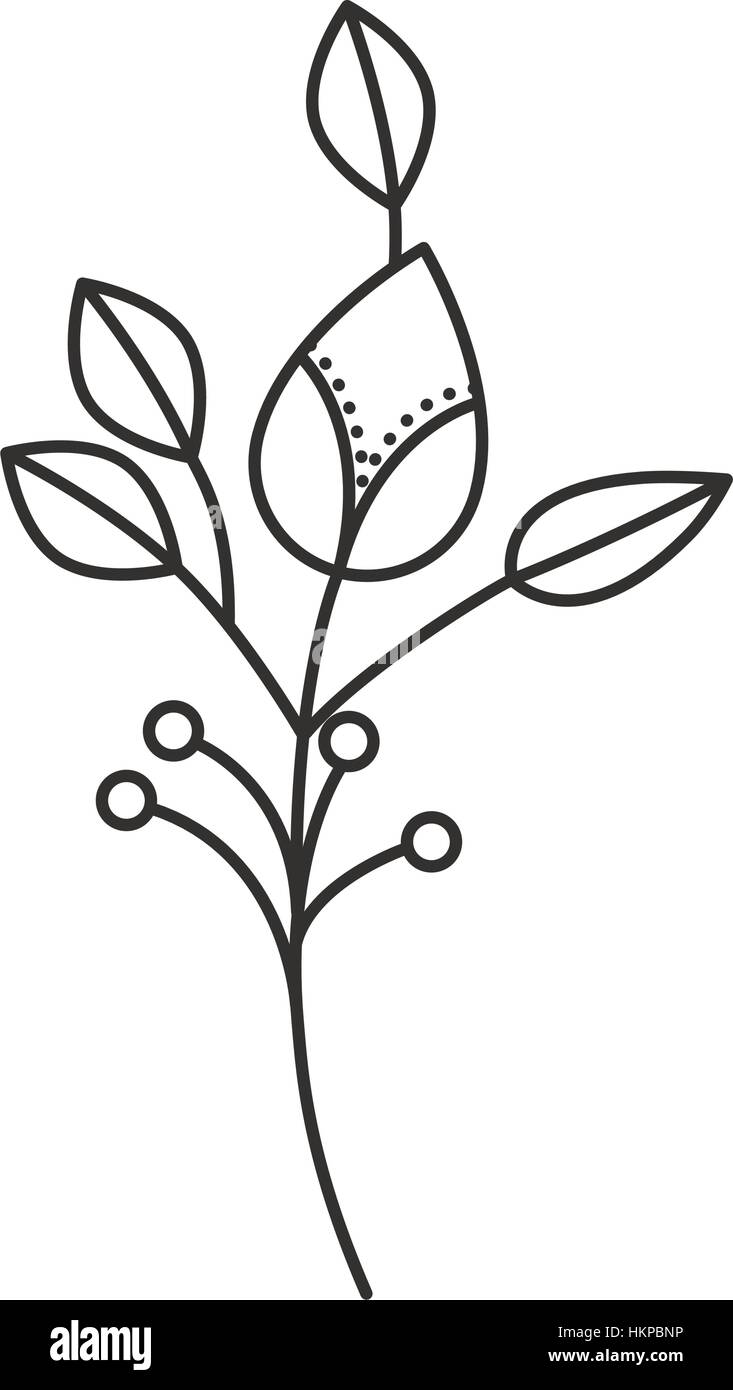 Botanical illustration grasses Black and White Stock Photos & Images ...