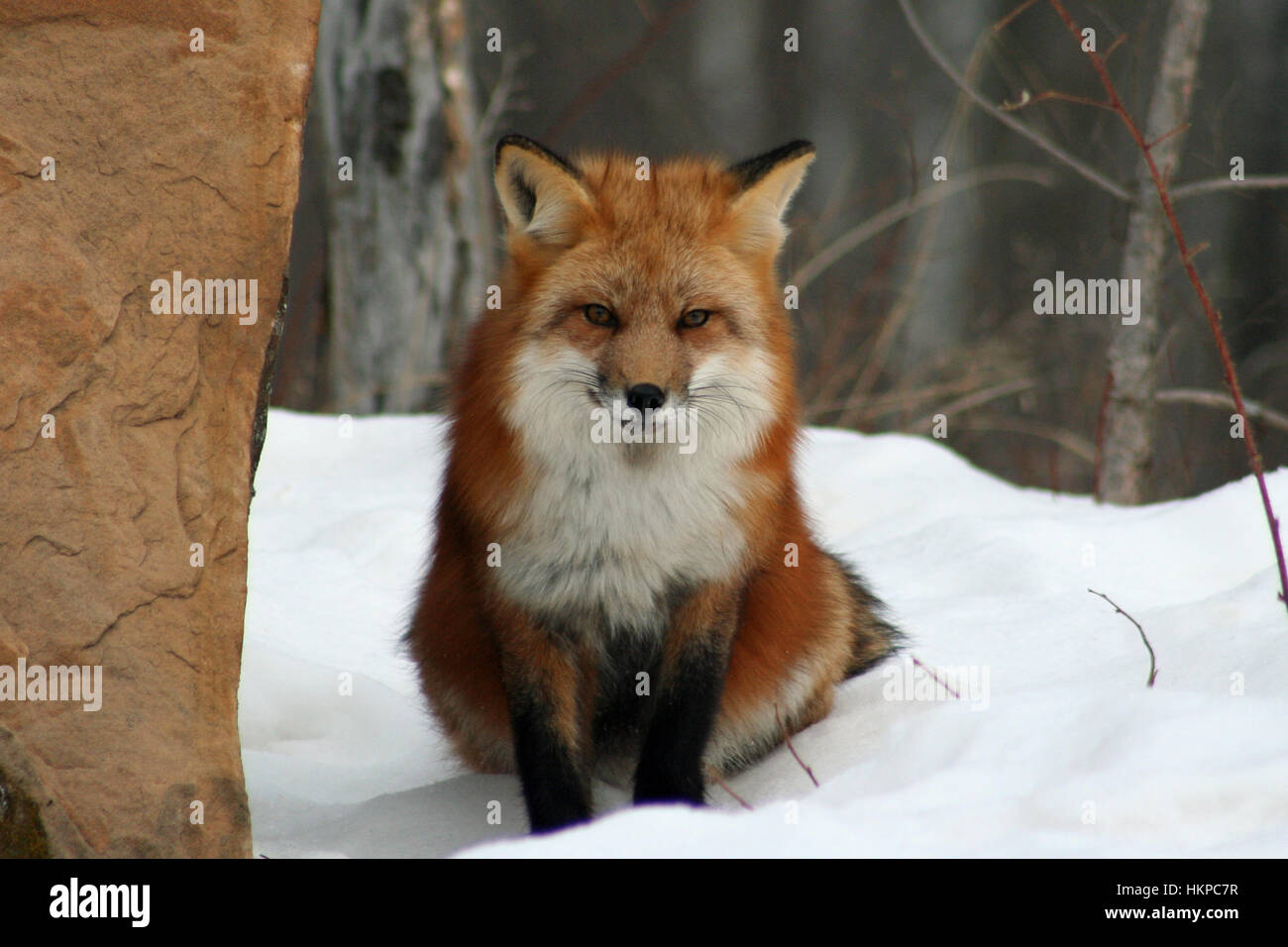 Beautiful red fox in her winter coat Stock Photo - Alamy