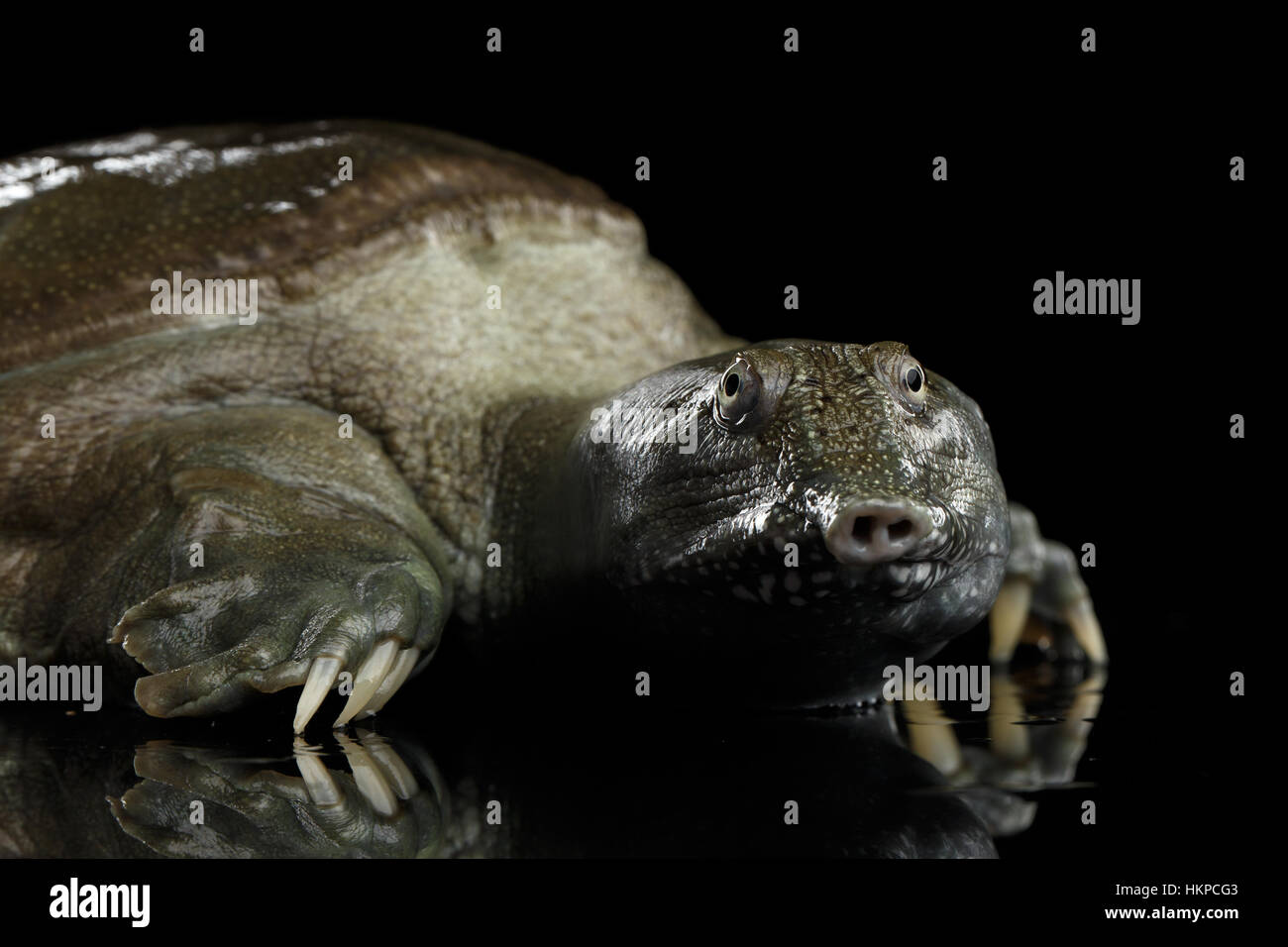 Chinese Soft Shell Turtle isolated on Black background Stock Photo - Alamy