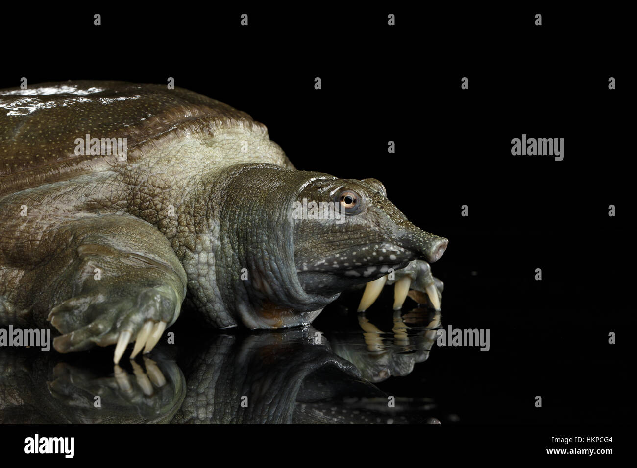 Chinese Soft Shell Turtle isolated on Black background Stock Photo - Alamy