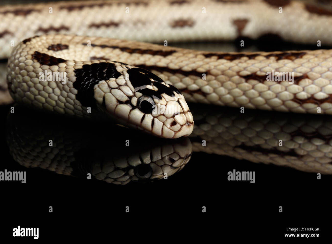 Black kingsnake hi-res stock photography and images - Alamy