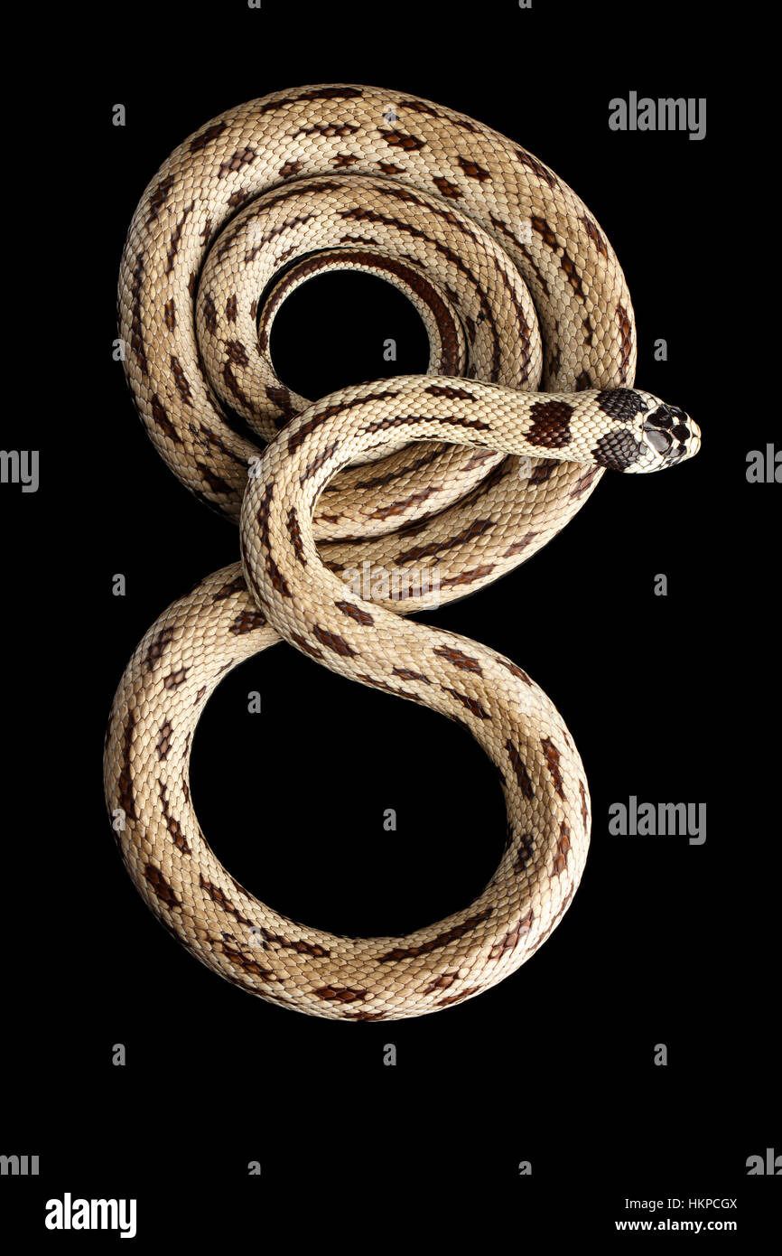 Eastern king snake hi-res stock photography and images - Alamy