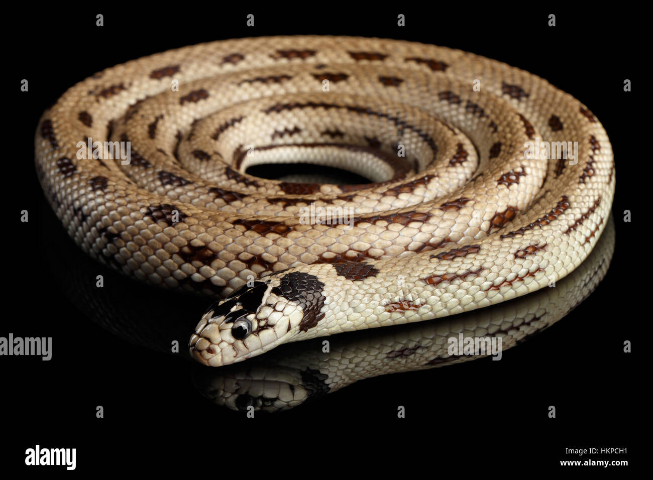 Eastern kingsnake isolated black background Stock Photo - Alamy