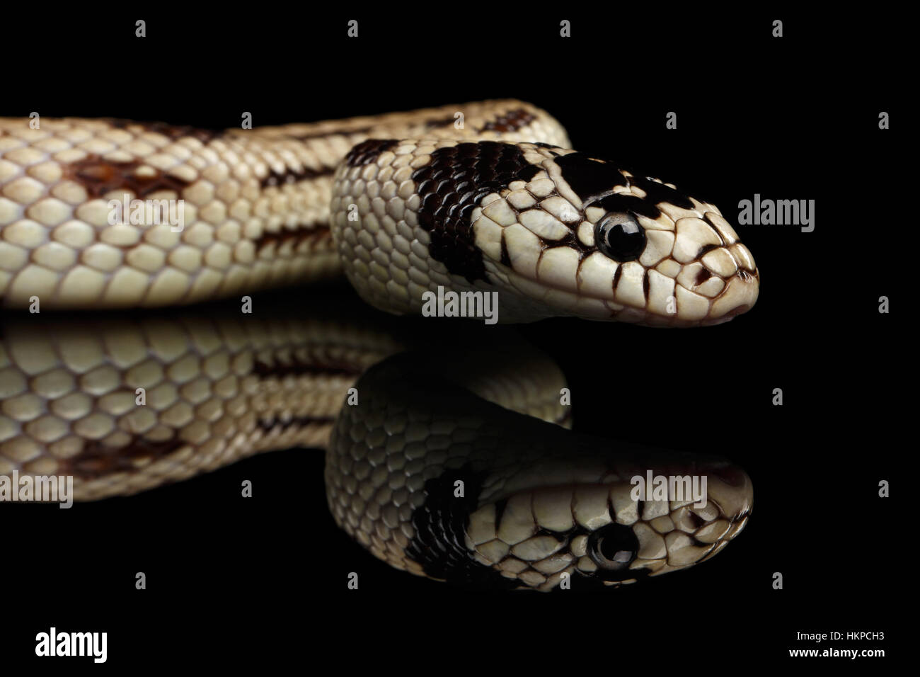 Eastern king snake hi-res stock photography and images - Alamy