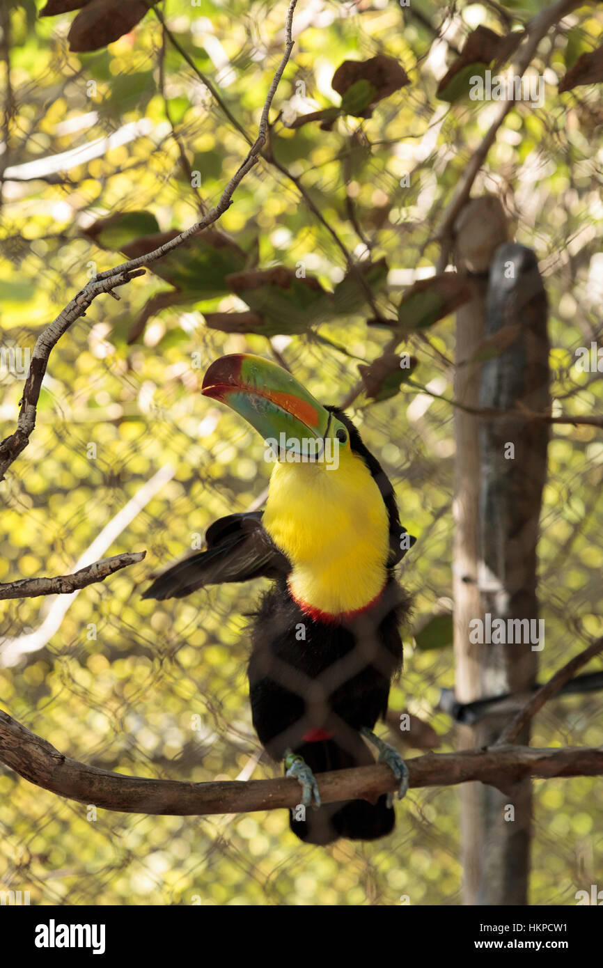 Colorful Beak Of The Keel Billed Toucan Ramphastos Sulfuratus