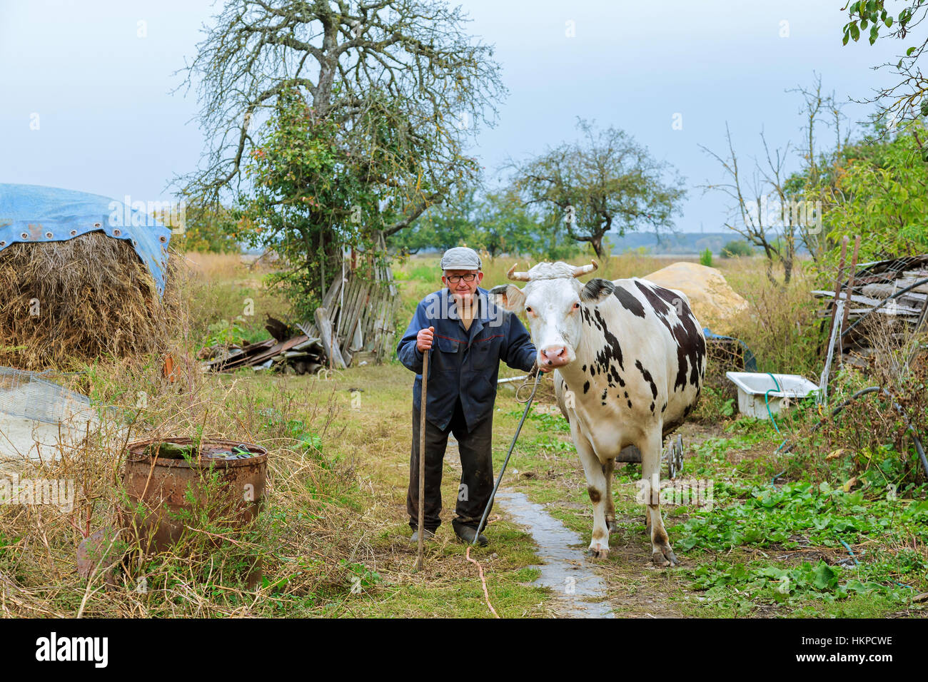 Farmer with cows on a green field Senior male cow grazes in village ...