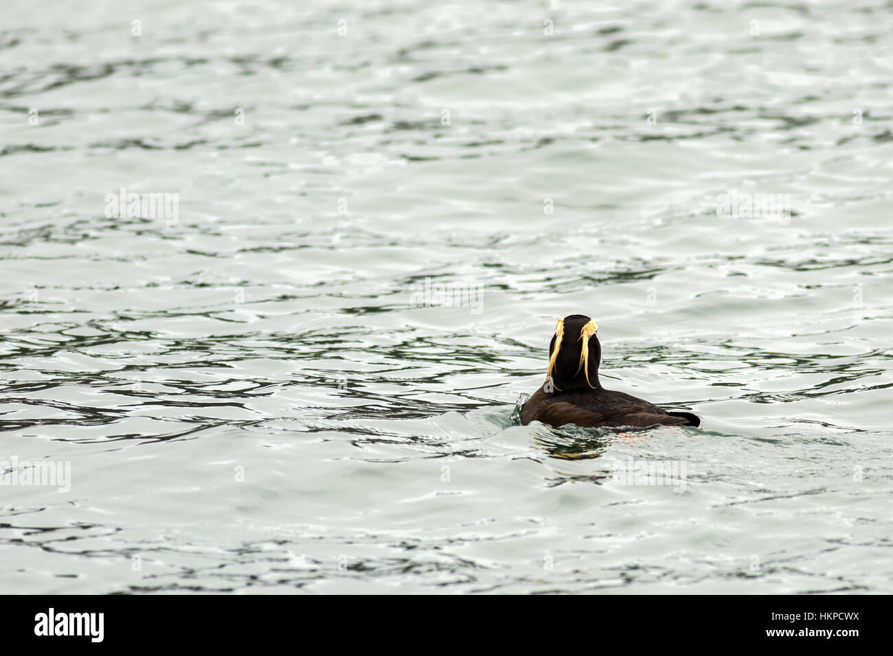 Pacific puffin hi-res stock photography and images - Alamy