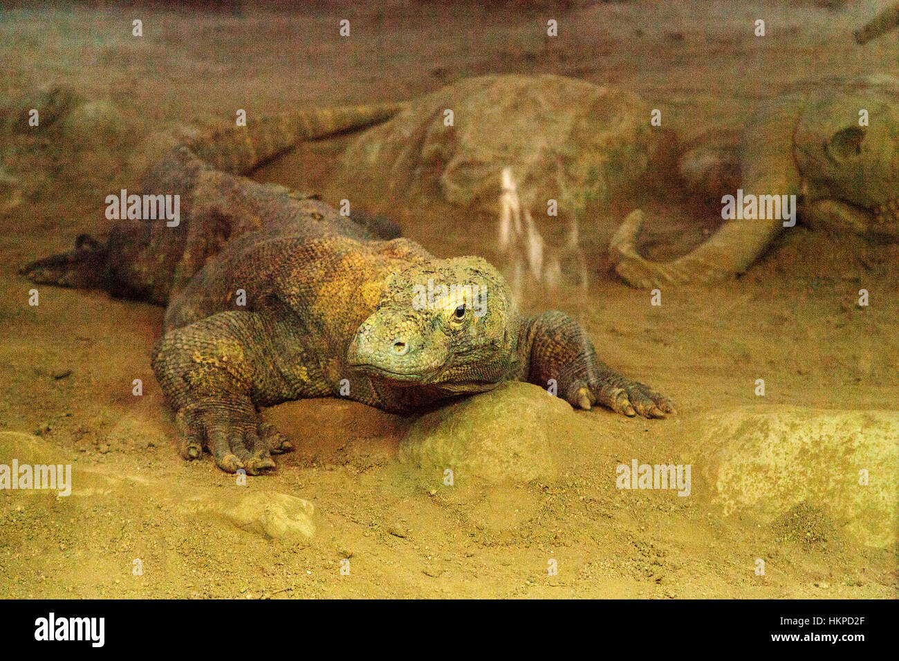 Komodo dragon, Varanus komodoensis, is a large saurian that is watchful ...
