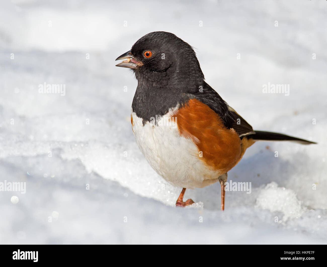 Male Eastern Towhee Stock Photo - Alamy