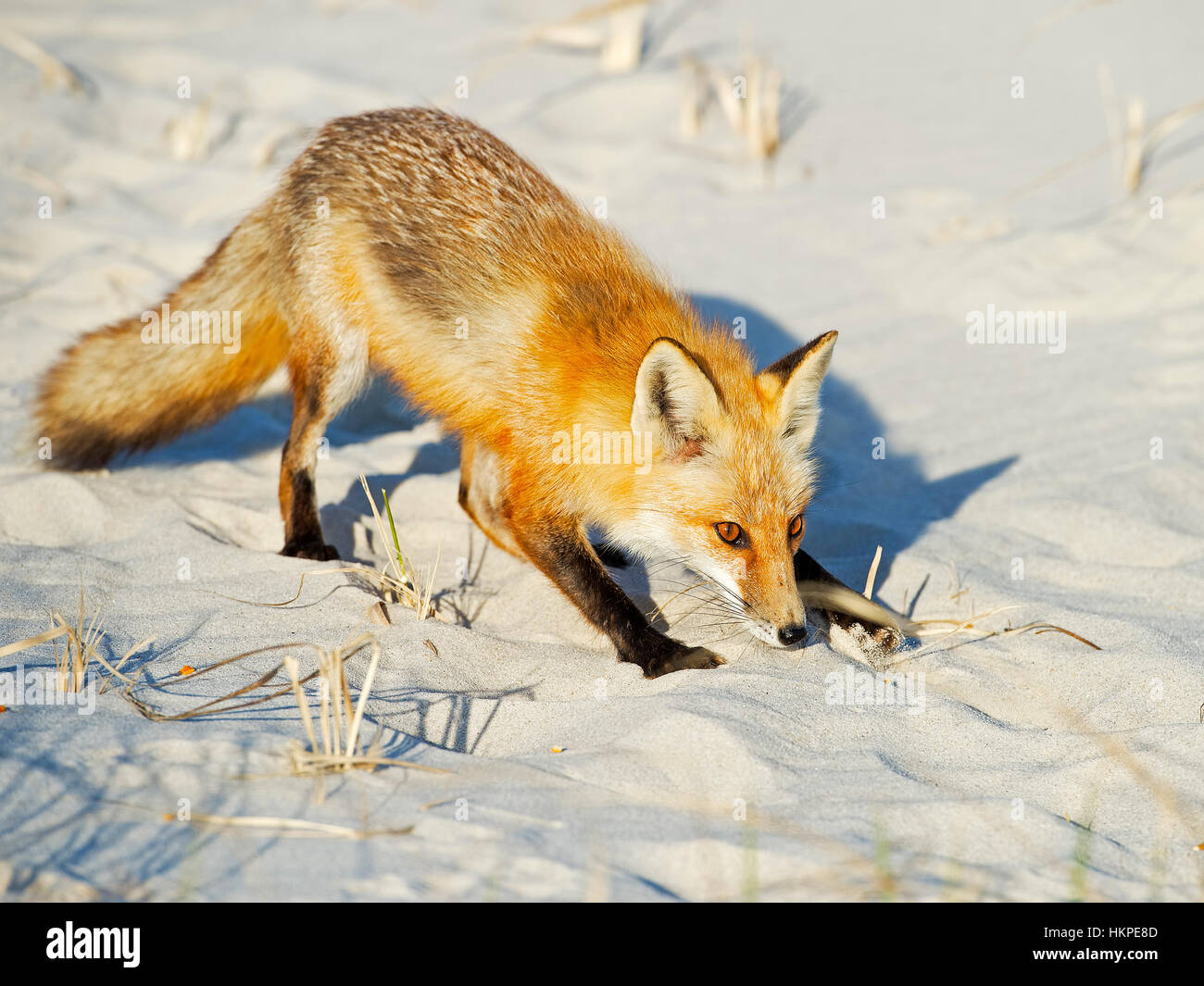 Red Fox on Beach Stock Photo - Alamy