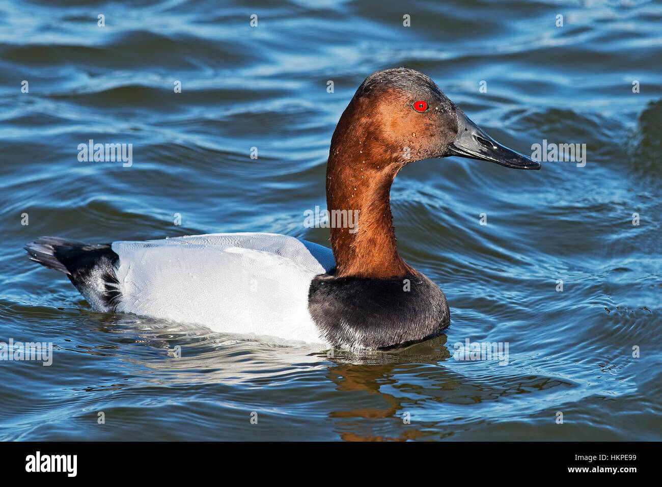 Male Canvasback Duck Stock Photo - Alamy