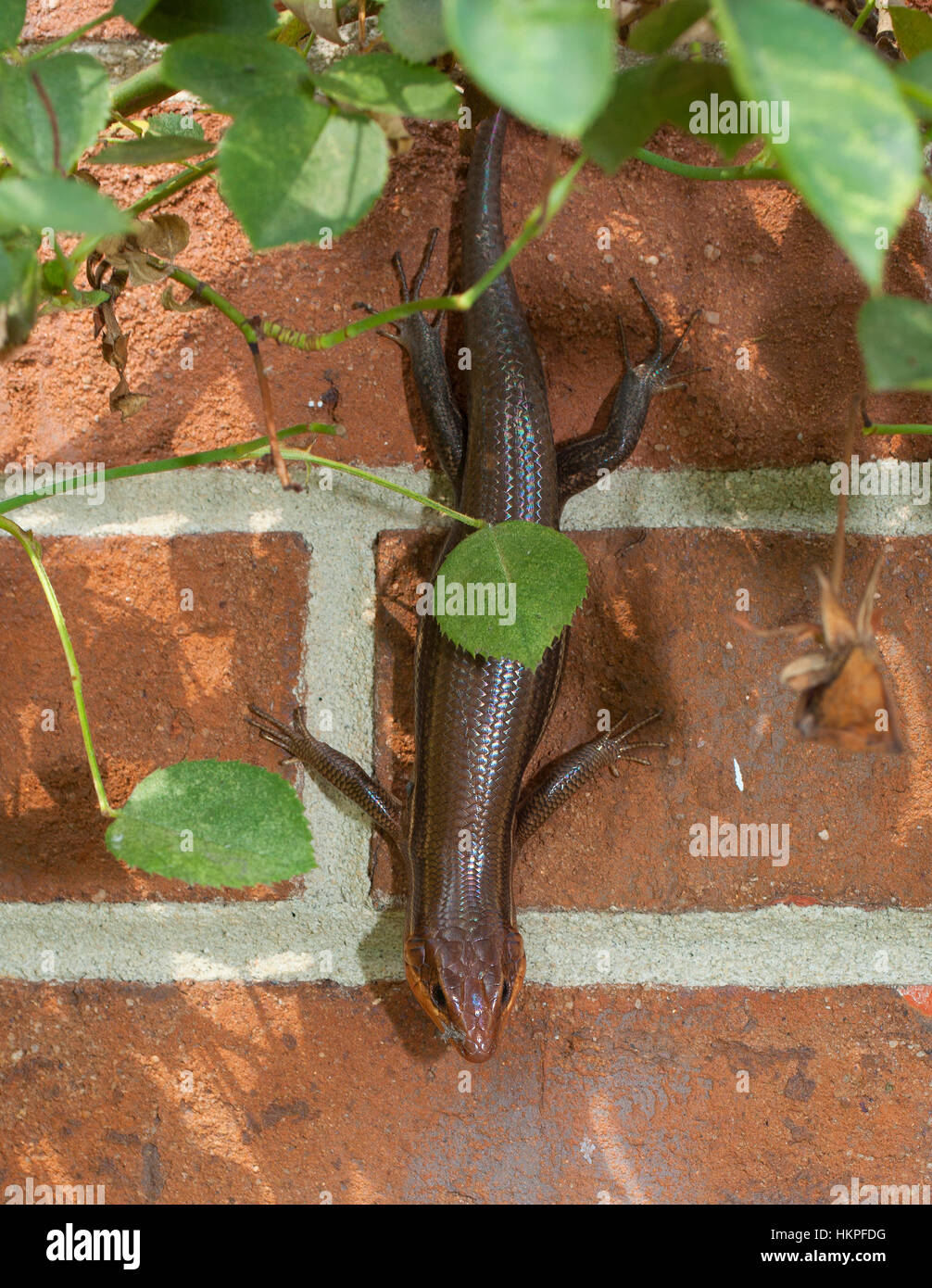 Brown North Carolina lizard clinging to a wall Stock Photo - Alamy