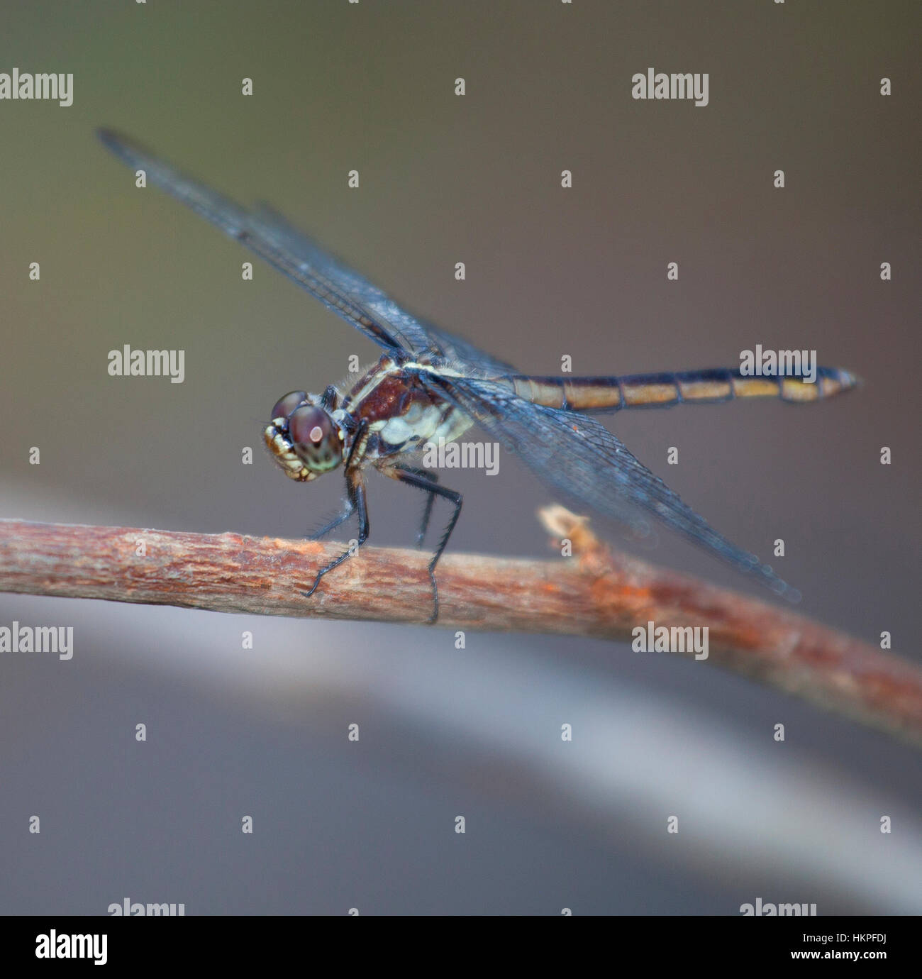 Big dragonfly with its wings spread on a twig Stock Photo - Alamy