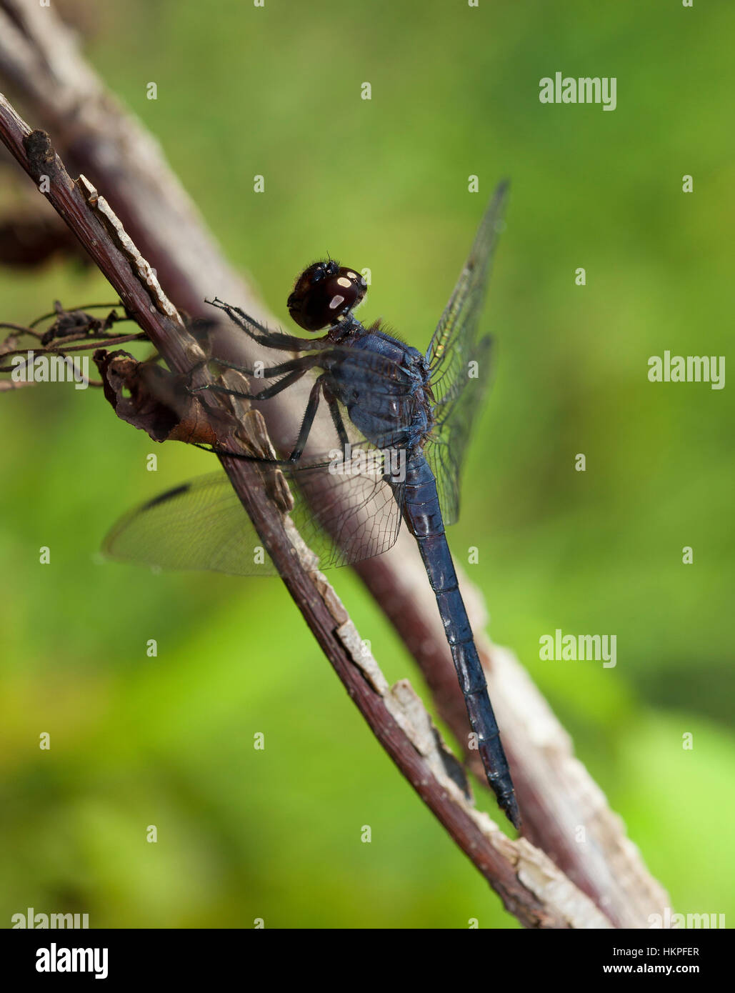 Dragonfly climbing hi-res stock photography and images - Alamy
