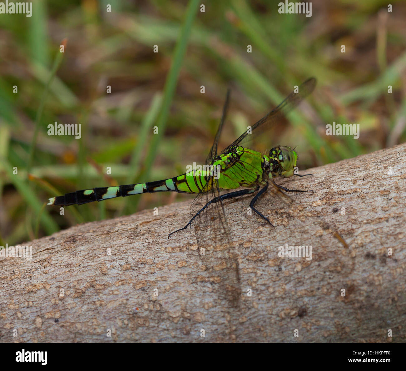 Big green dragonfly on a log with its head slightly turned Stock Photo ...