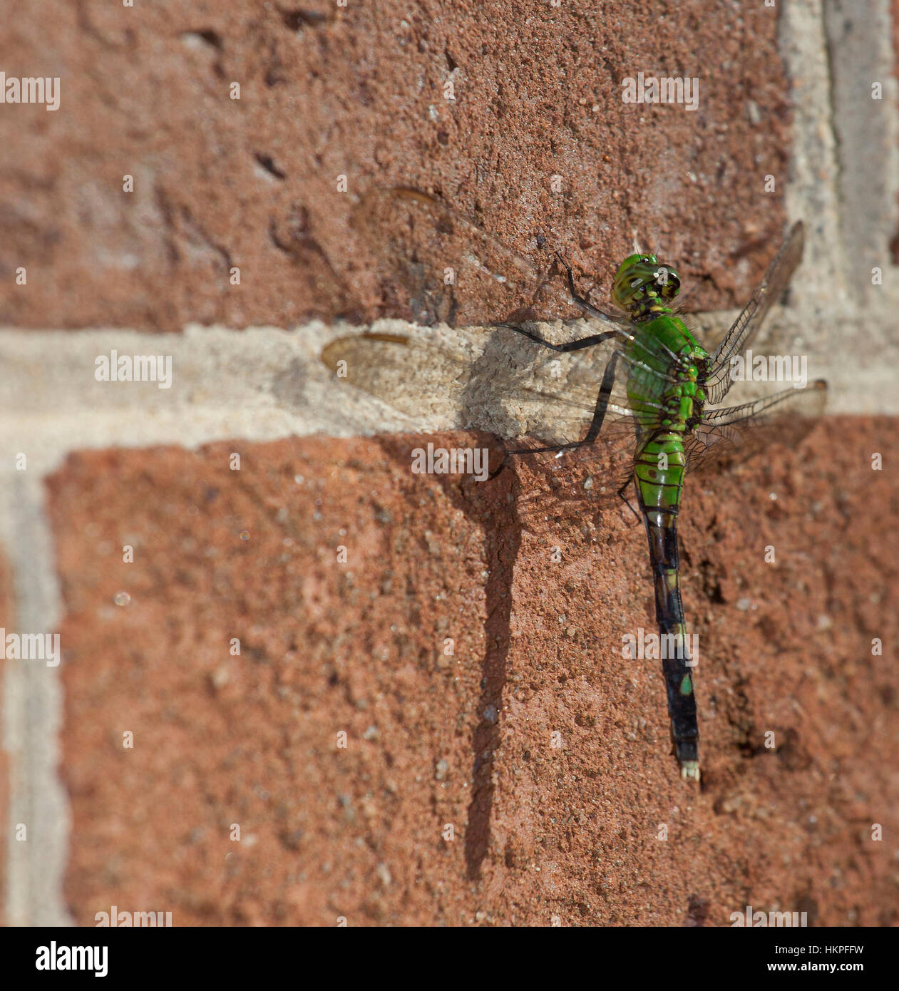 Dragonfly on a wall hi-res stock photography and images - Alamy