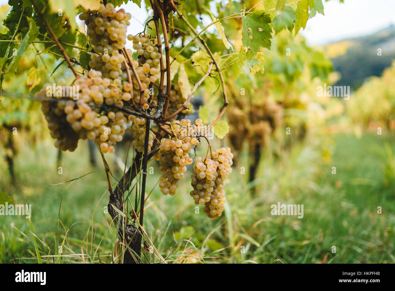 Bunch of grapes ready to be harvested in the Italian vineyards Stock Photo - Alamy