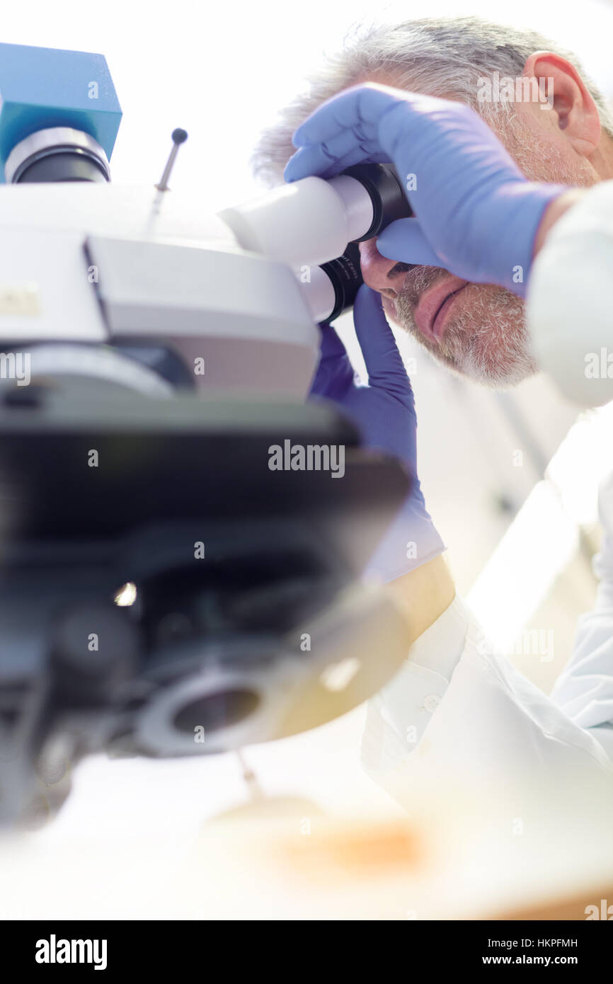 Senior scientist microscoping in lab Stock Photo - Alamy