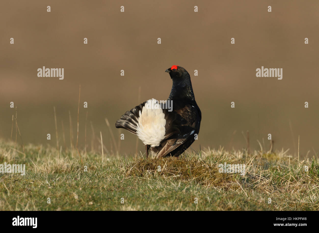 Tetraonidae hi-res stock photography and images - Alamy