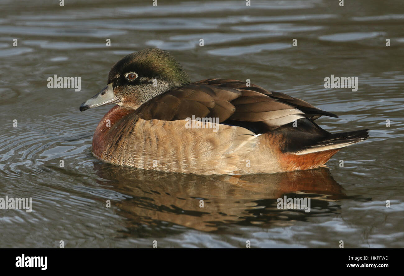 A wild cross breed Wood Duck or Carolina duck (Aix sponsa) female ...