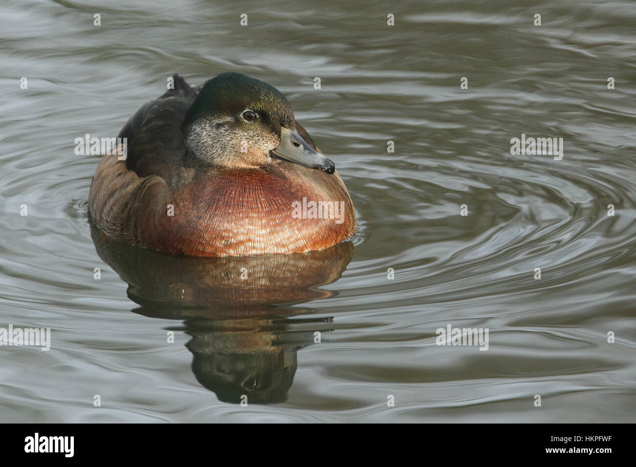 A wild cross breed Wood Duck or Carolina duck (Aix sponsa) female ...